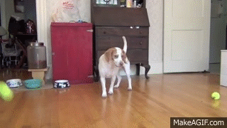 Dog Surprised with 100 Balls for Birthday: Cute Dog Maymo on Make a GIF