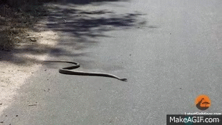 This Black Mamba Snake Can't Slither! on Make a GIF