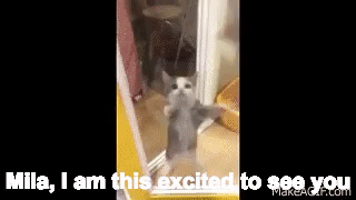 So Excited Cat Gif