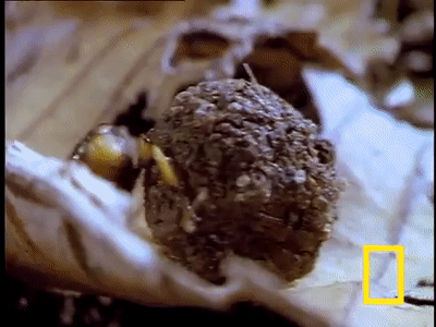 African Dung Beetle on Make a GIF