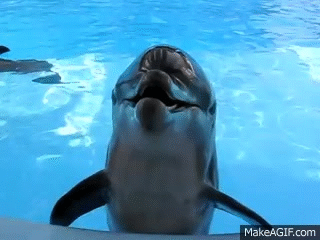 Crazy Laughing Dolphin! on Make a GIF