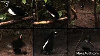 Carola's Parotia: King of the Dance on Make a GIF
