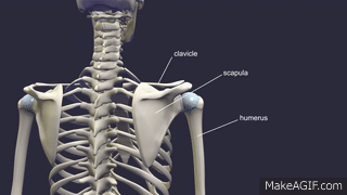 Scapulohumeral Rhythm on Make a GIF