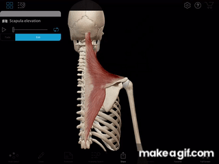 Muscle Premium | Scapula Elevation on Make a GIF