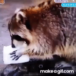 Mapache lava su algodón de azúcar on Make a GIF