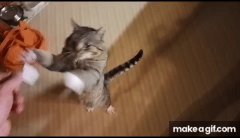 Ham Slaps on Make a GIF