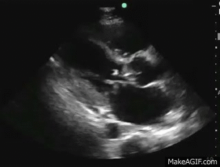 Everyday Ultrasound | atelier-yuwa.ciao.jp