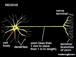 Action Potentials on Make a GIF