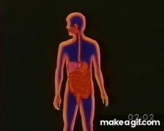 APARATO DIGESTIVO DIGESTIÓN DE LOS NUTRIENTES Y ABSORCIÓN on Make a GIF