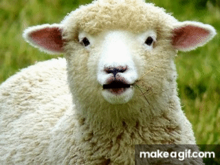 Gif De Oveja