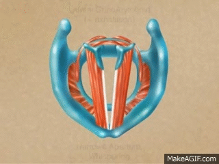 How the Larynx Produces Sound on Make a GIF