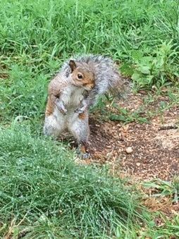 Gettin' Squirrely! on Make a GIF