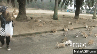 Rabbit Stampede (Original) - Woman Chased By Hundreds of Rabbits ...