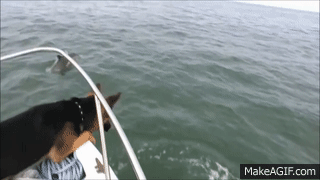 10 MINUTES OF FUNNY DOGS on Make a GIF
