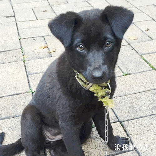 fSb5Kh is an Animated GIF Image on Make a GIF