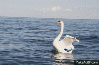 Swan! on Make a GIF