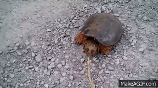 DO NOT mess with this turtle! Snapping turtle in scary attack on Make a GIF