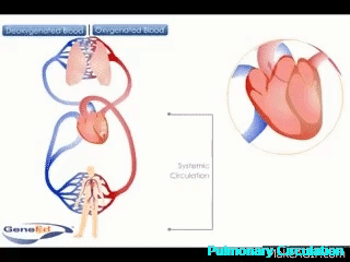 Systemic and Pulmonary Circulation on Make a GIF