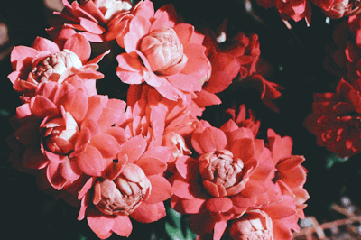 Nature Gifs on Make a GIF