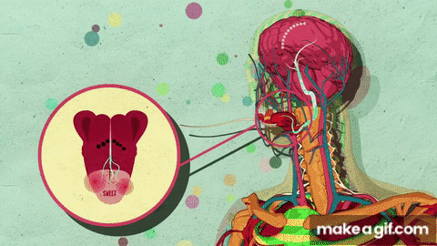 How sugar affects the brain - Nicole Avena on Make a GIF