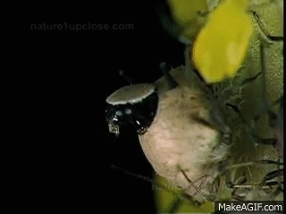 Parasitic wasps attacking aphids (#188) on Make a GIF
