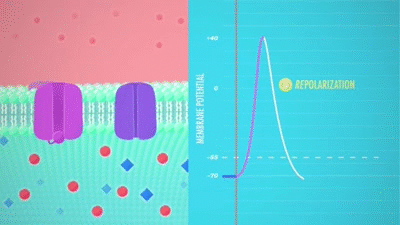 The Nervous System, Part 2 - Action! Potential!: Crash Course A&P #9 on ...