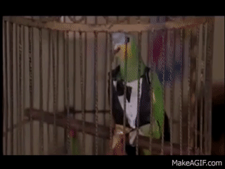 Scary Movie Bird Scene on Make a GIF