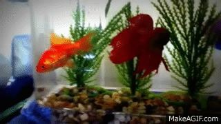 Betta and Goldfish (happy) on Make a GIF