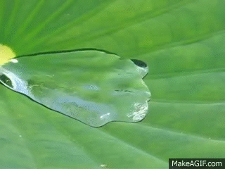lotus effect on Make a GIF
