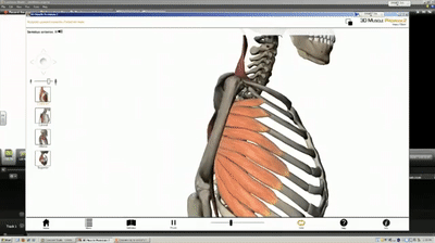 Scapula Protraction, Retraction, Rotation on Make a GIF