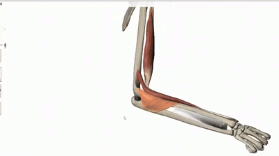 Elbow Joint Flexion, Extension, Supination, Pronation on Make a GIF