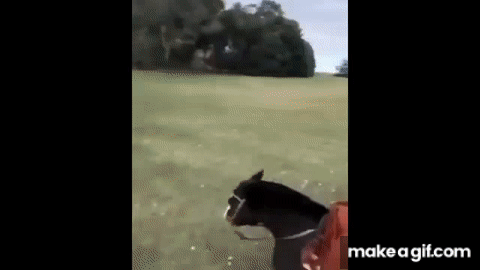 Dog riding on Donkey Meme Template | Dog horse riding Meme Template ...