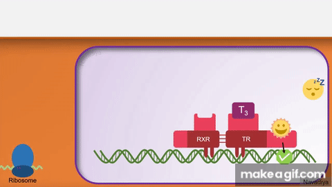 Mechanism of Action of Thyroid Hormones on Make a GIF