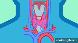 Thyroid Gland: Thyroid Hormone Synthesis on Make a GIF