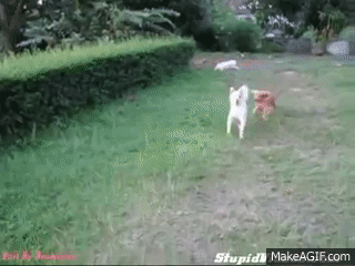 Dog Jump Fail/ Chase Fail on Make a GIF
