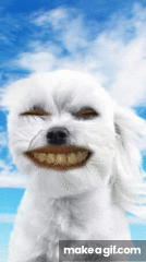 Blinking Dog Face on Make a GIF
