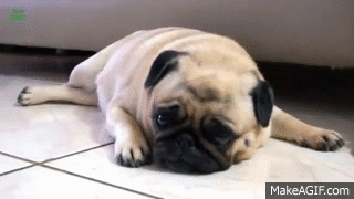 Ultimate Pug Video Compilation 2013 [HD] on Make a GIF