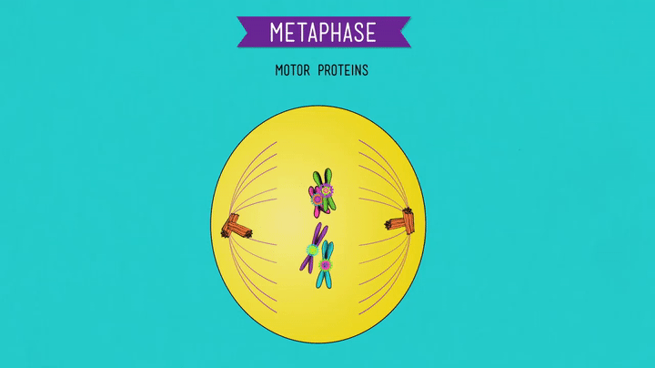 Mitosis: metaphase 1Splitting Up is Complicated - Crash Course Biology ...