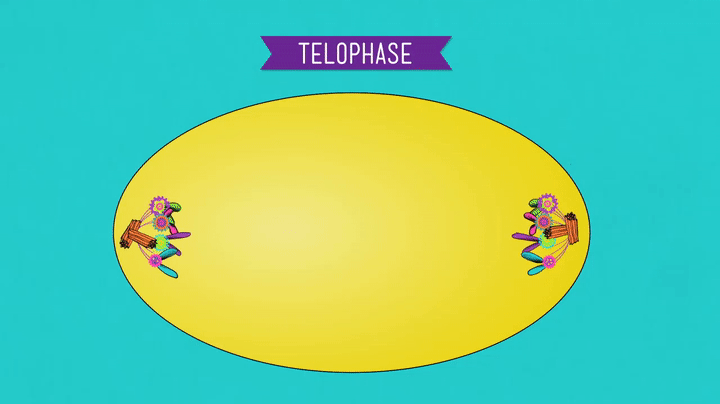 Mitosis Telophase 2 Splitting Up Is Complicated Crash Course Biology Mitosis Telophase 2 Splitting Up Is Complicated Crash Course Biology
