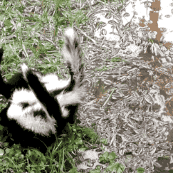 Skunk Gifs For Facebook