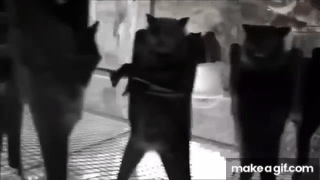 Hanging bats filmed upside-down look like a Goth nightclub on Make a GIF