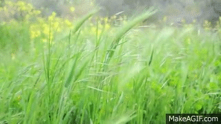Flowers in the Wind HD by Agriturismo Marciano - Nikon D90 Video on ...