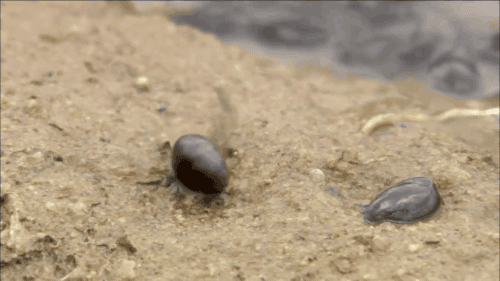 Bullfrog Dad Protects His Tadpoles. [video] on Make a GIF