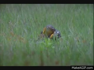 BBC Life African Bull Frog Fight -Sir David Attenborough on Make a GIF