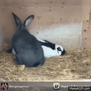 Funny Rabbit, Crazy Rabbit..Exhausted Rabbit | Busy Rabbit Passes Out ...
