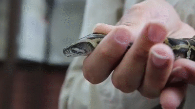 Burmese Python Hatching Season Begins on Make a GIF
