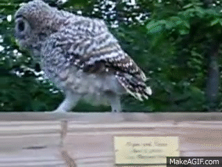 Baby Owls Gif