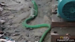 Snake vs. Gecko | Animal Fight Night on Make a GIF