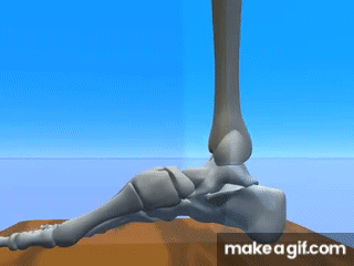 Ankle & Subtalar Joint Motion Function Explained Biomechanic of the ...