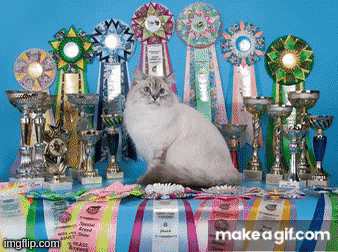 Siberian cat breeders DMV on Make a GIF